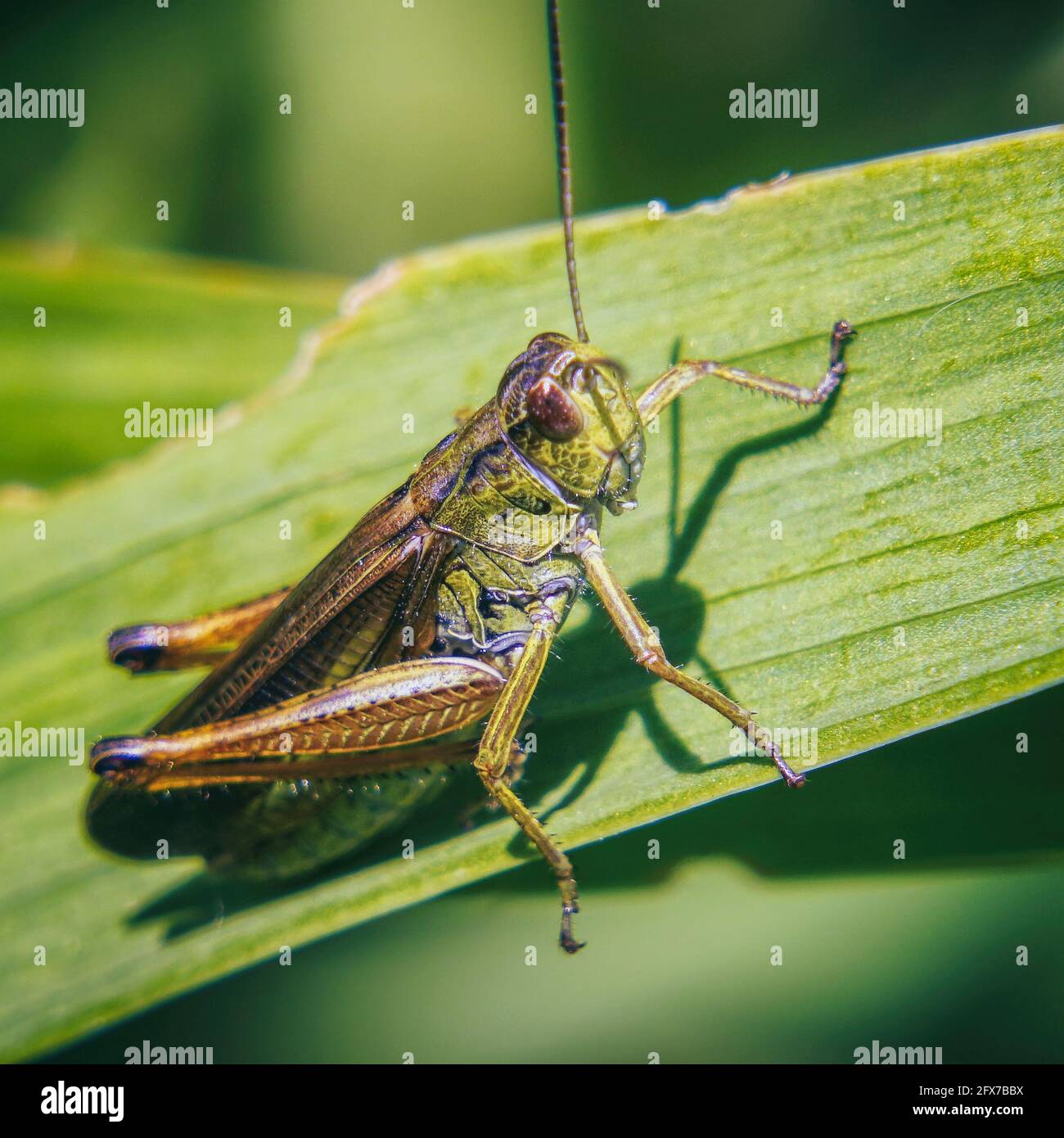 Agricultural pest Grasshopper or locust sitting on the grass Stock ...