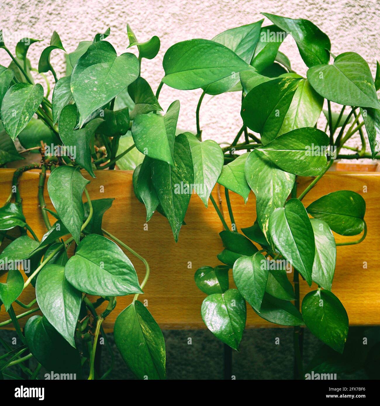 Green ornamental plant Epipremnum or Scindapsus on a light background ...