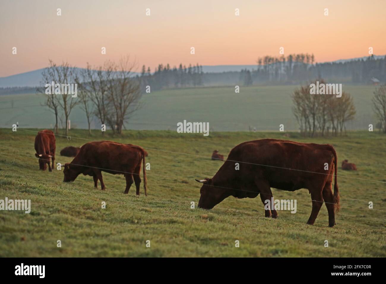 Tanne, Germany. 15th May, 2021. Harz cows of the breed "Rotes Höhenvieh ...