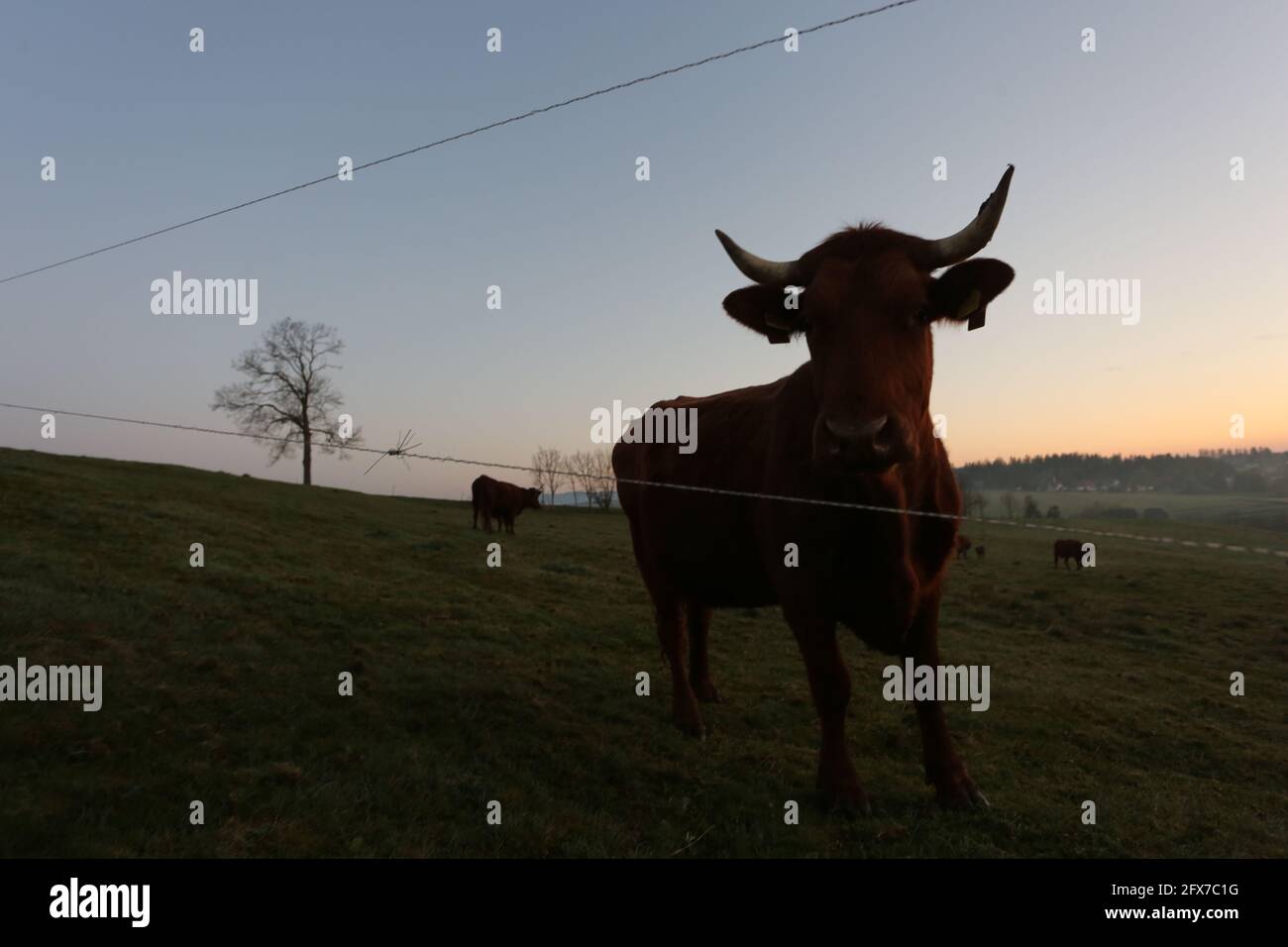 Tanne, Germany. 15th May, 2021. Harz cows of the breed "Rotes Höhenvieh ...