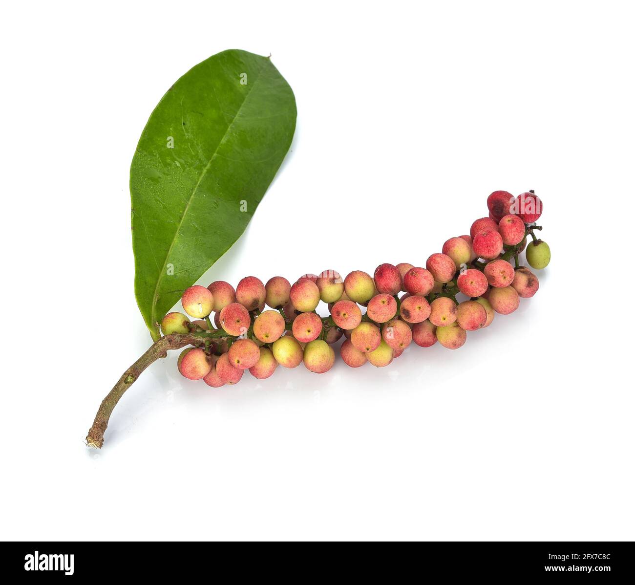 Antidesma hi-res stock photography and images - Alamy