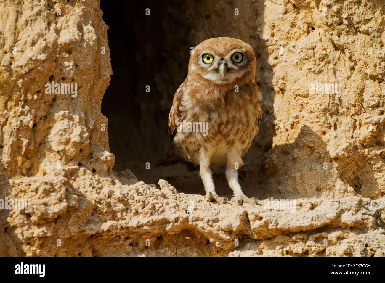 Little owl (athene noctua) perched on a rock cliff. At just 20 ...