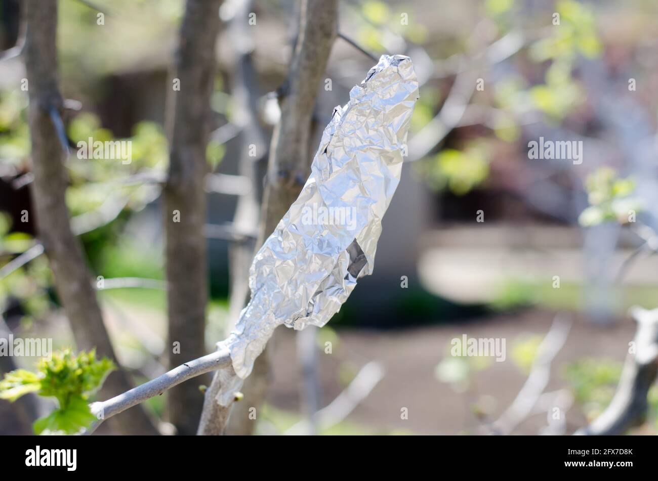 Spring grafting of trees wrapped in foil. Gardening concept Stock Photo ...