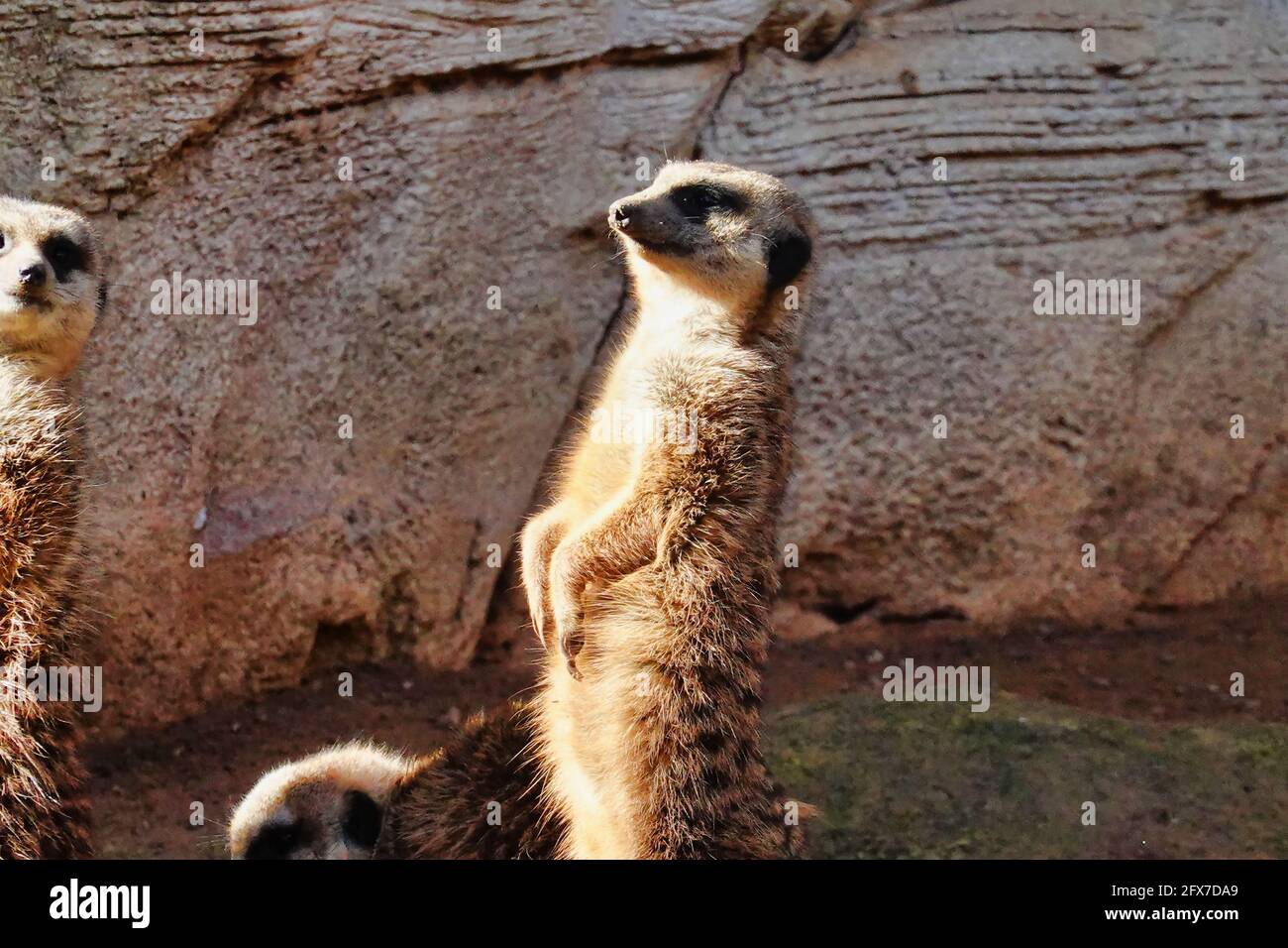 Two meerkats standing together on the rock Stock Photo - Alamy