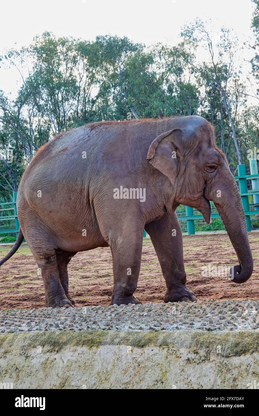 Vertical shot of a big elephant at the zoo Stock Photo - Alamy