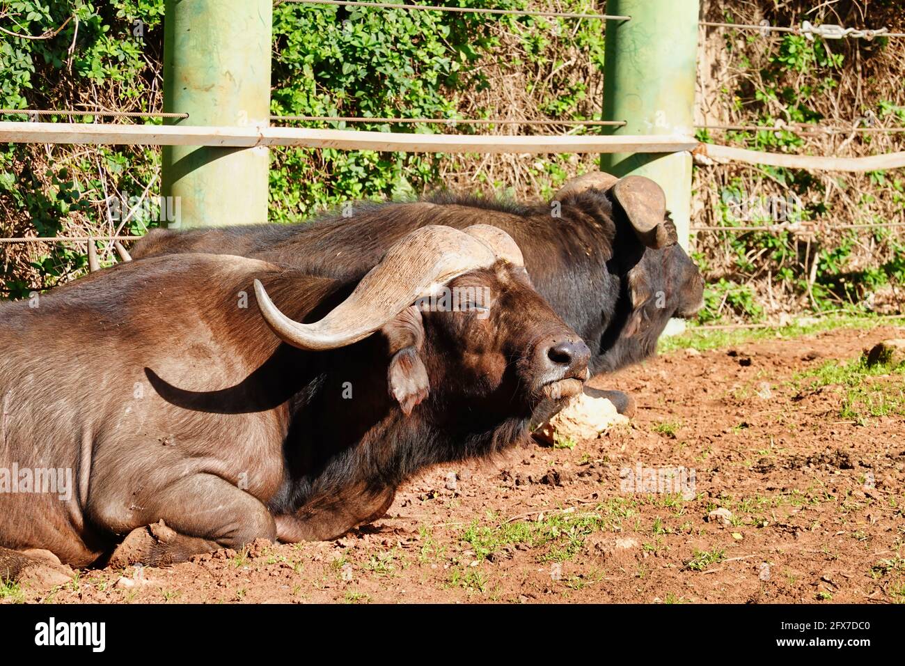 African buffaloes lying in the sun at a zoo Stock Photo - Alamy