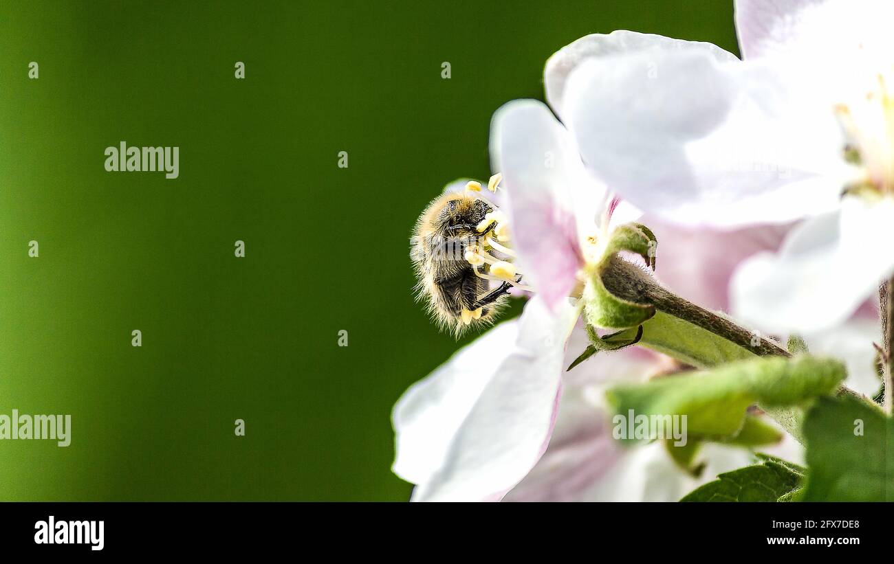 Closeup of a bee on apple tree blossoms Stock Photo - Alamy