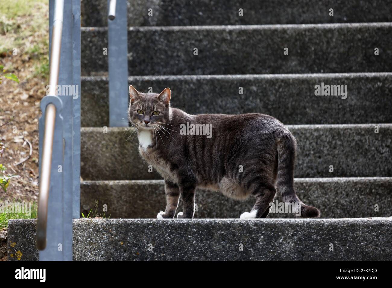 Domestic cat on the street on the steps Stock Photo - Alamy