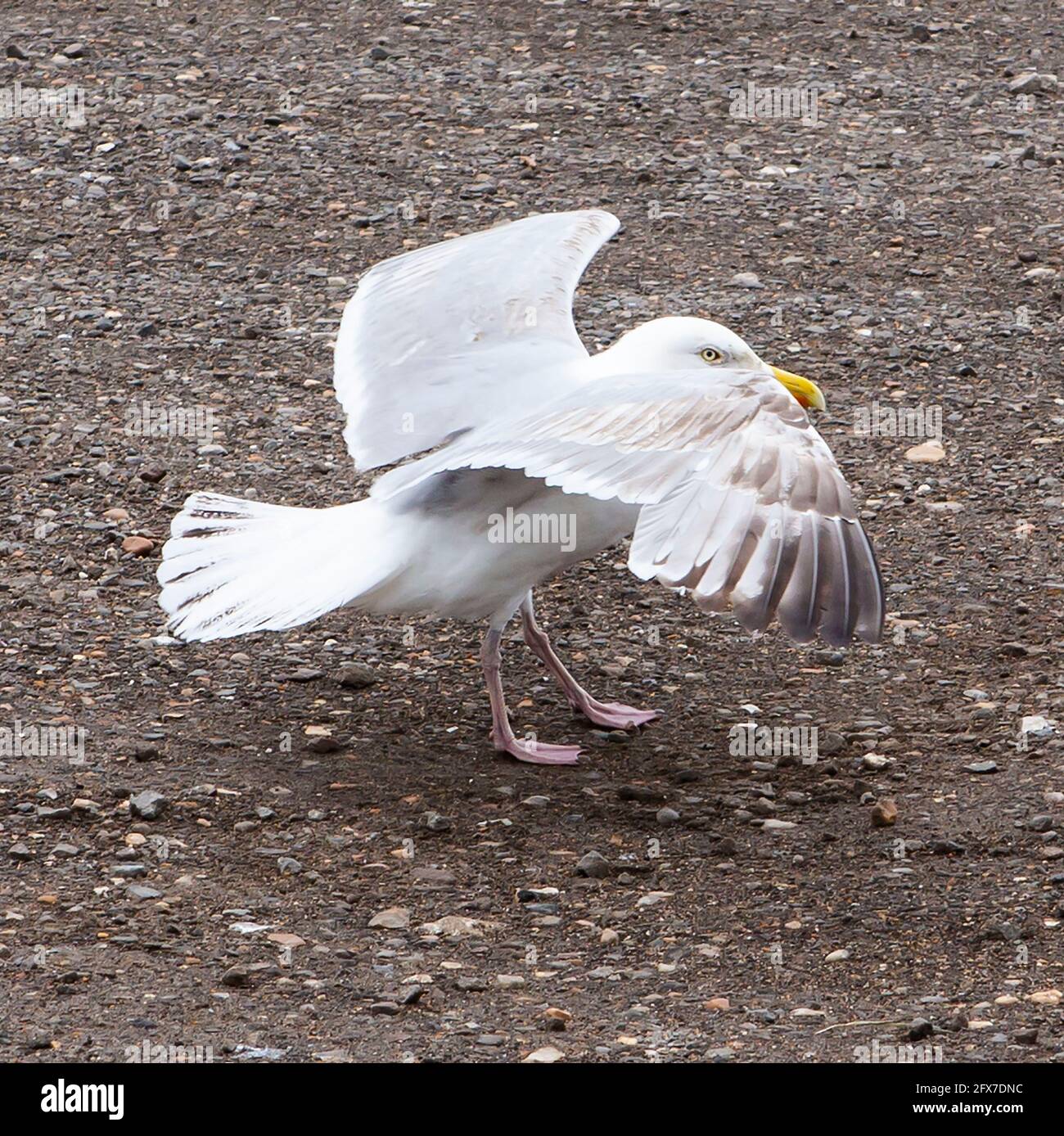 Walking seagull with wings spread Stock Photo - Alamy