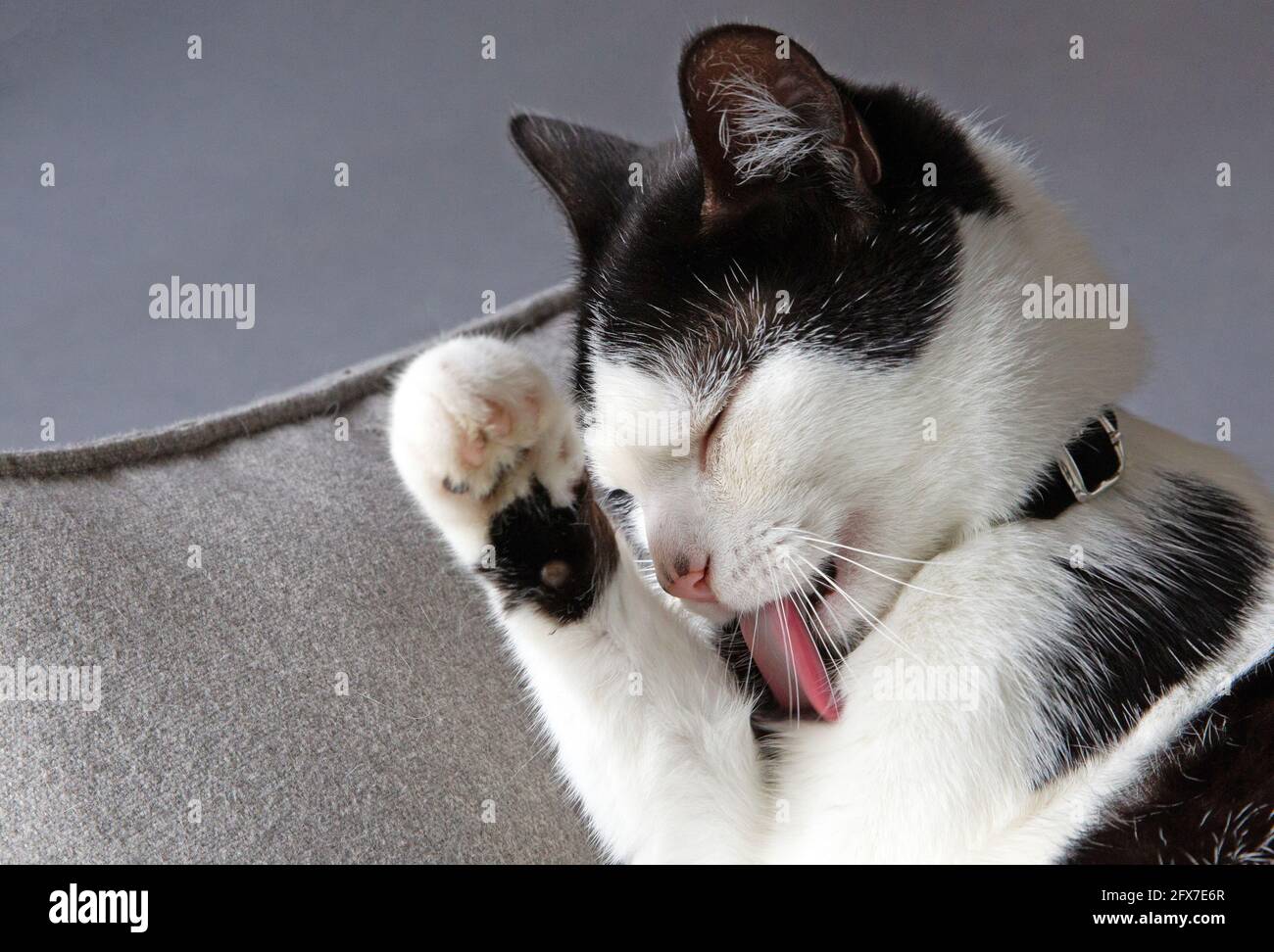 Black and white cat cleaning itself after a walk Stock Photo - Alamy