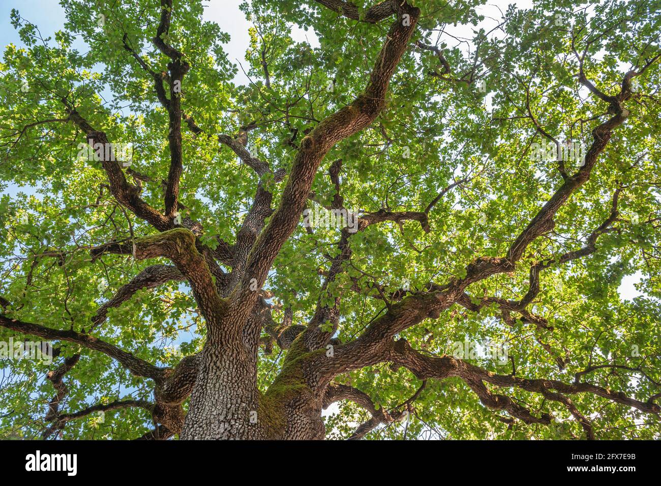 Branching small tree hi-res stock photography and images - Alamy