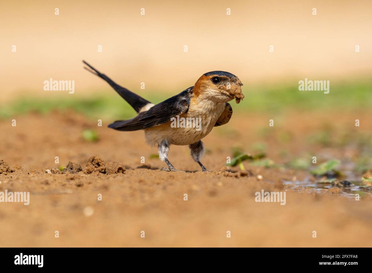 The red-rumped swallow (Cecropis daurica syn Hirundo daurica) is a ...