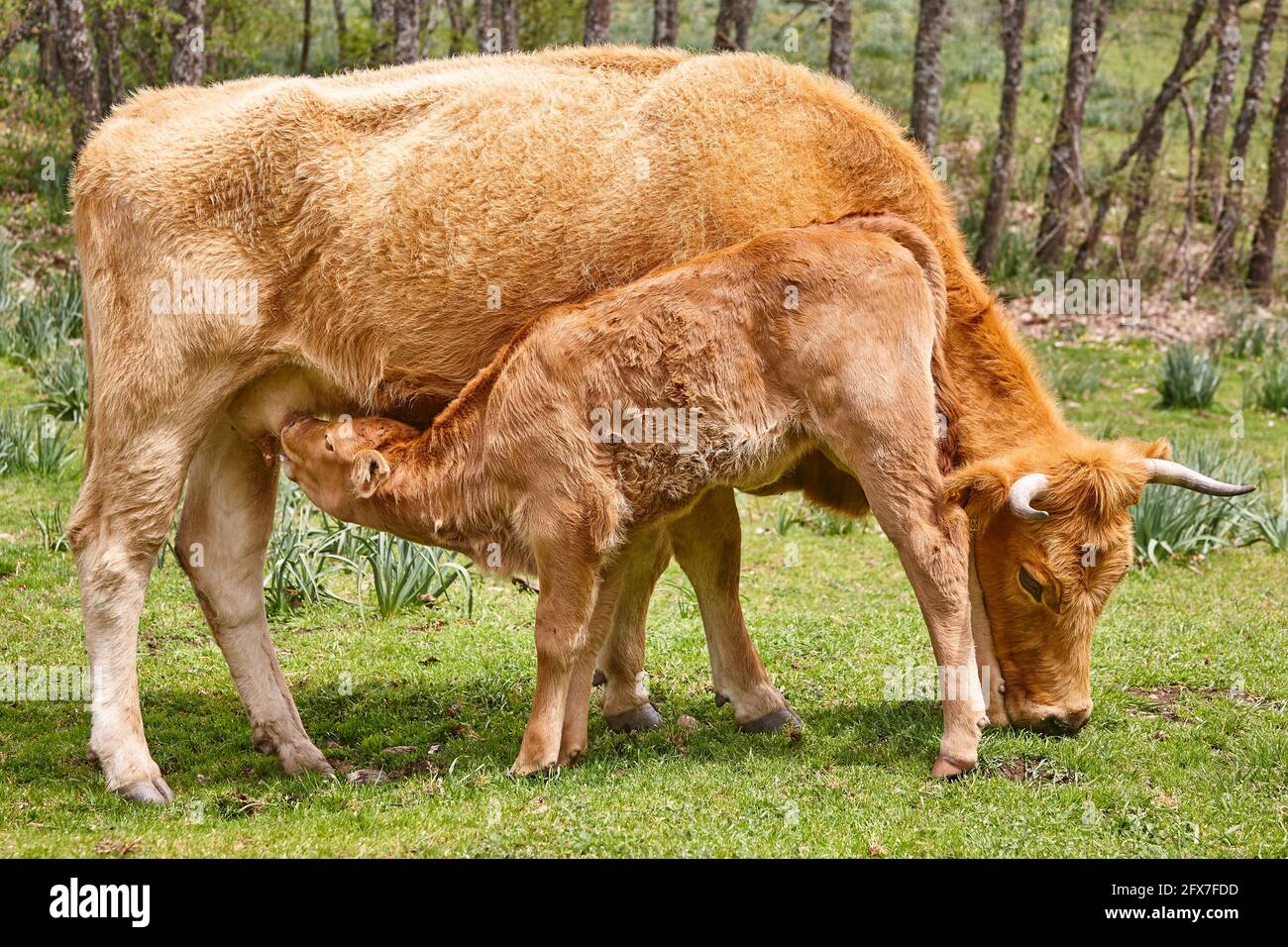 Unweaned calf hi-res stock photography and images - Alamy