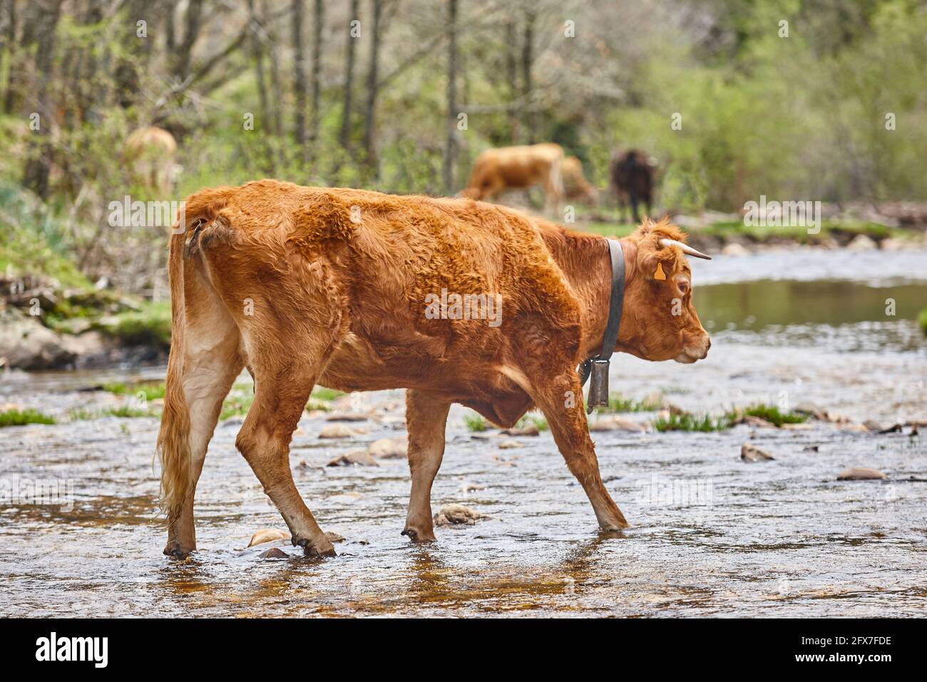 Cattle crossing a river hi-res stock photography and images - Alamy