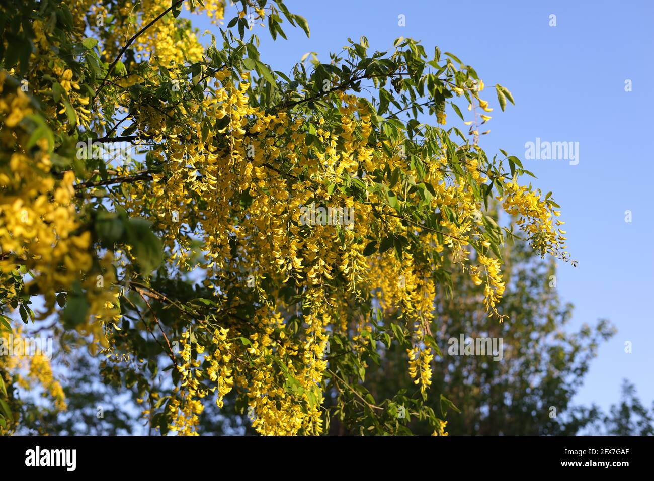 Laburnum x watereri 'Vossii' seen flowering in an English garden Stock ...