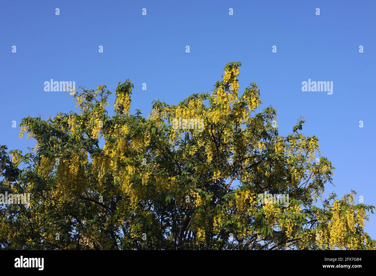 Laburnum x watereri 'Vossii' seen flowering in an English garden Stock ...