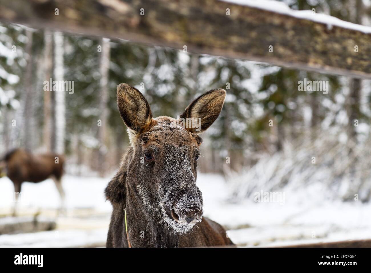 Kostroma moose hi-res stock photography and images - Alamy