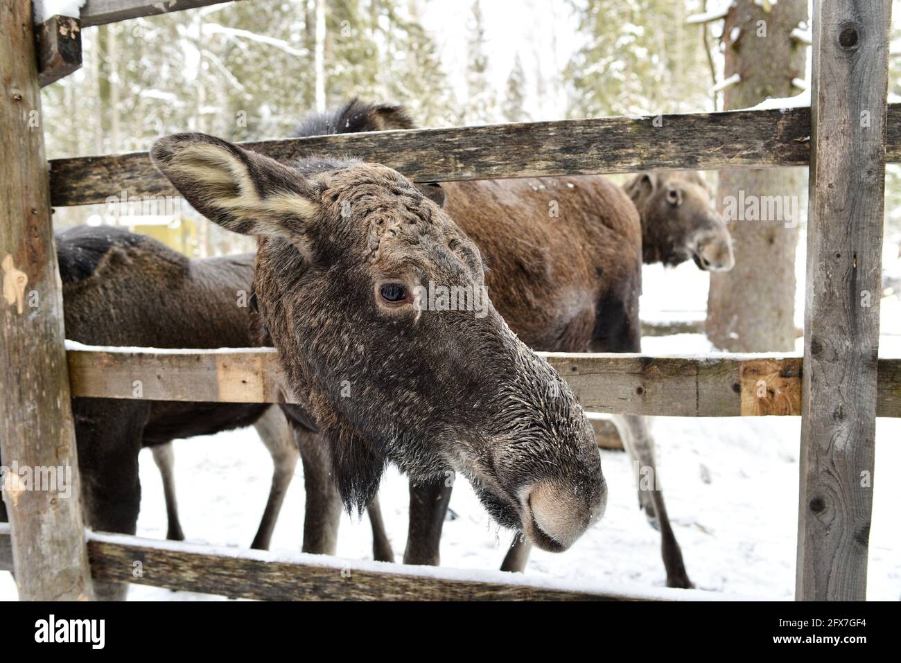 Kostroma moose farm hi-res stock photography and images - Alamy