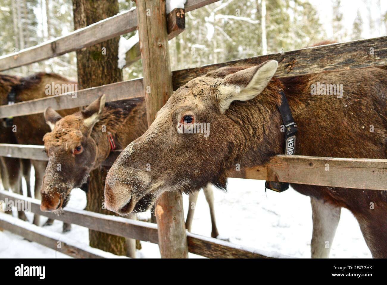 Moose farm hi-res stock photography and images - Alamy