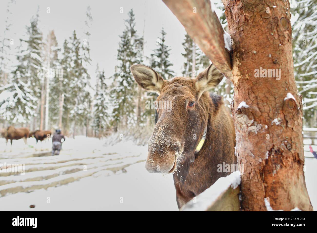 Kostroma moose farm hi-res stock photography and images - Alamy