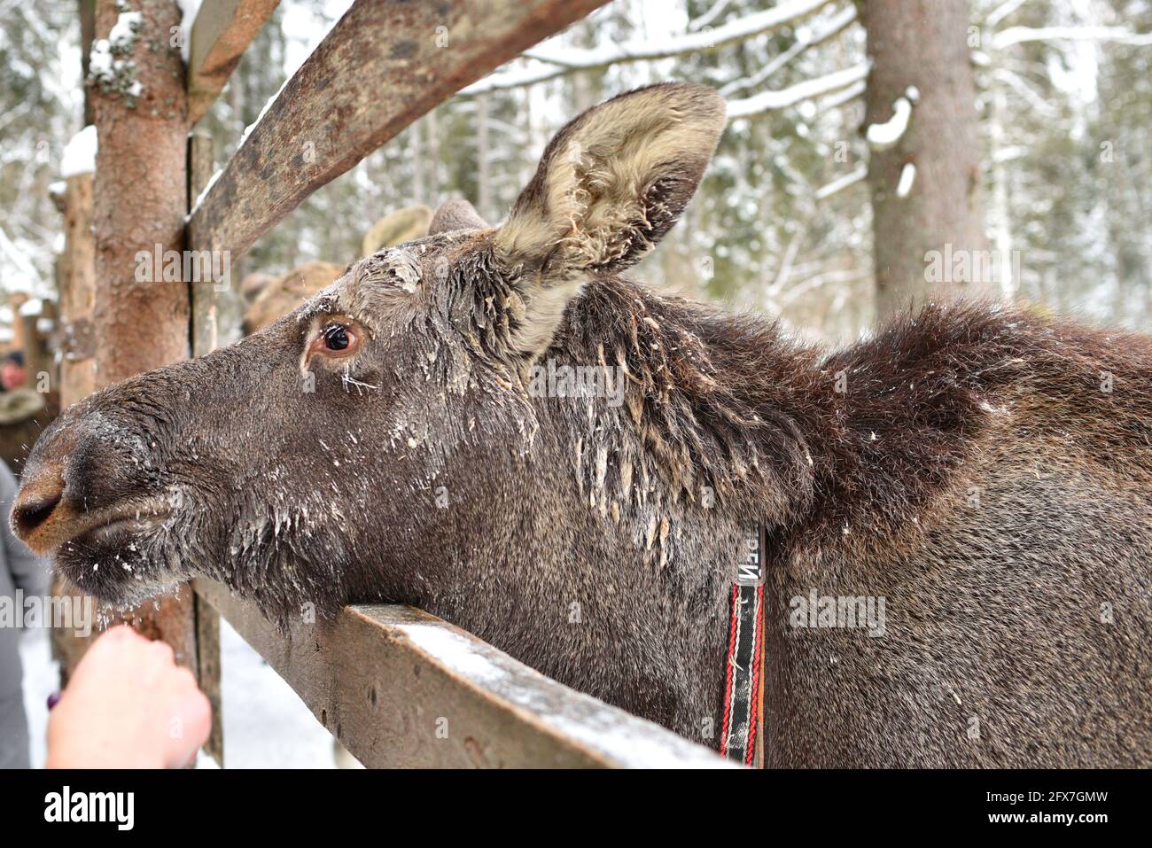 Kostroma moose farm hi-res stock photography and images - Alamy