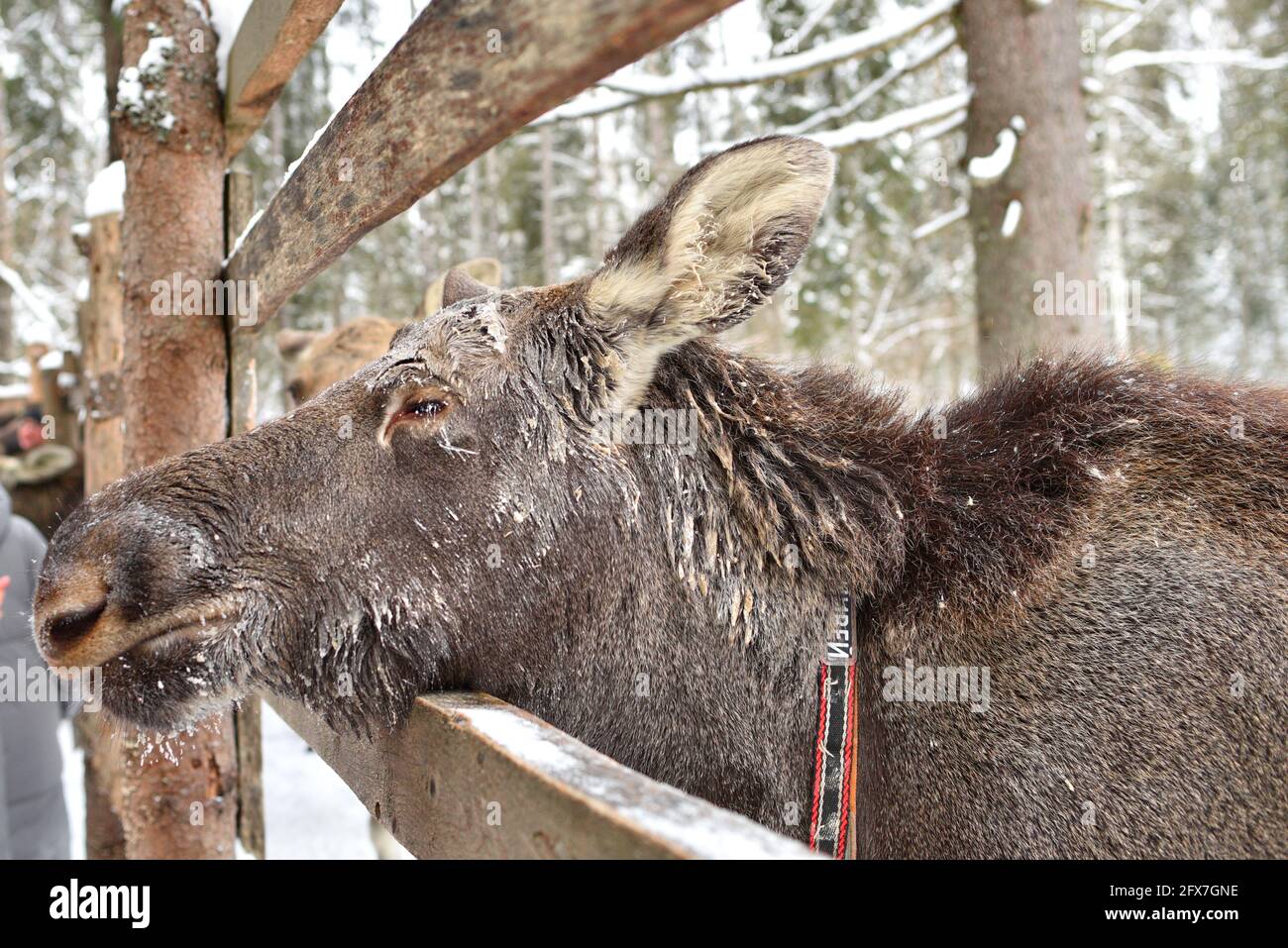 Kostroma moose hi-res stock photography and images - Alamy