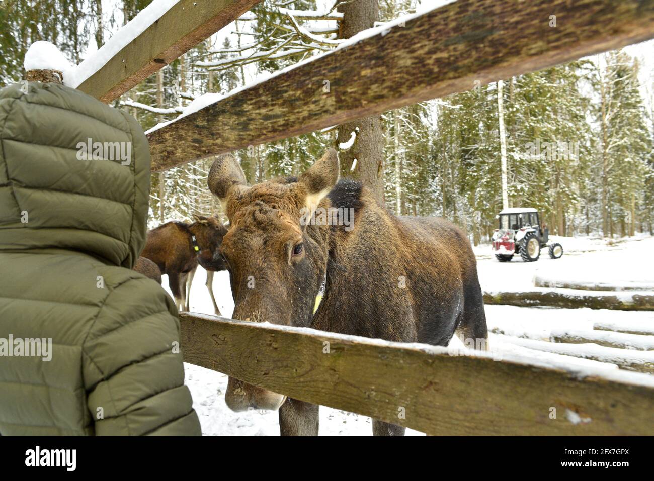 Kostroma moose farm hi-res stock photography and images - Alamy