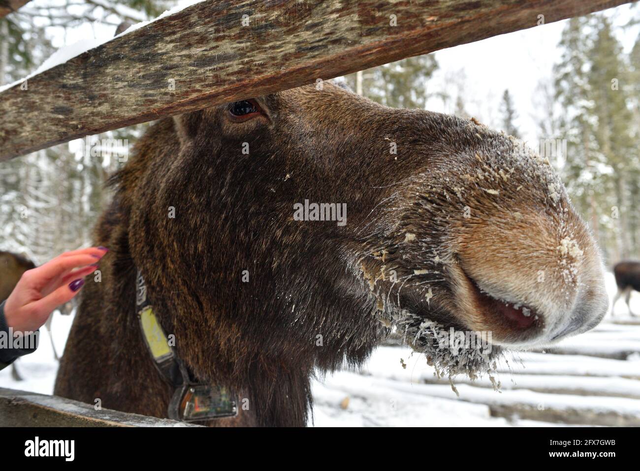 Kostroma moose farm hi-res stock photography and images - Alamy