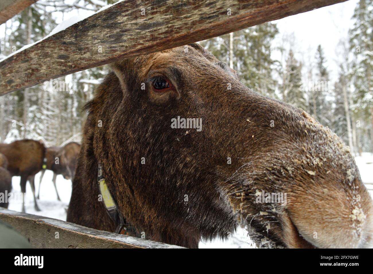 Kostroma moose farm hi-res stock photography and images - Alamy