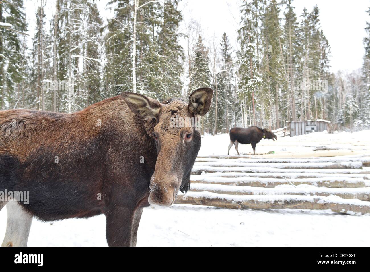 Moose farm hi-res stock photography and images - Alamy