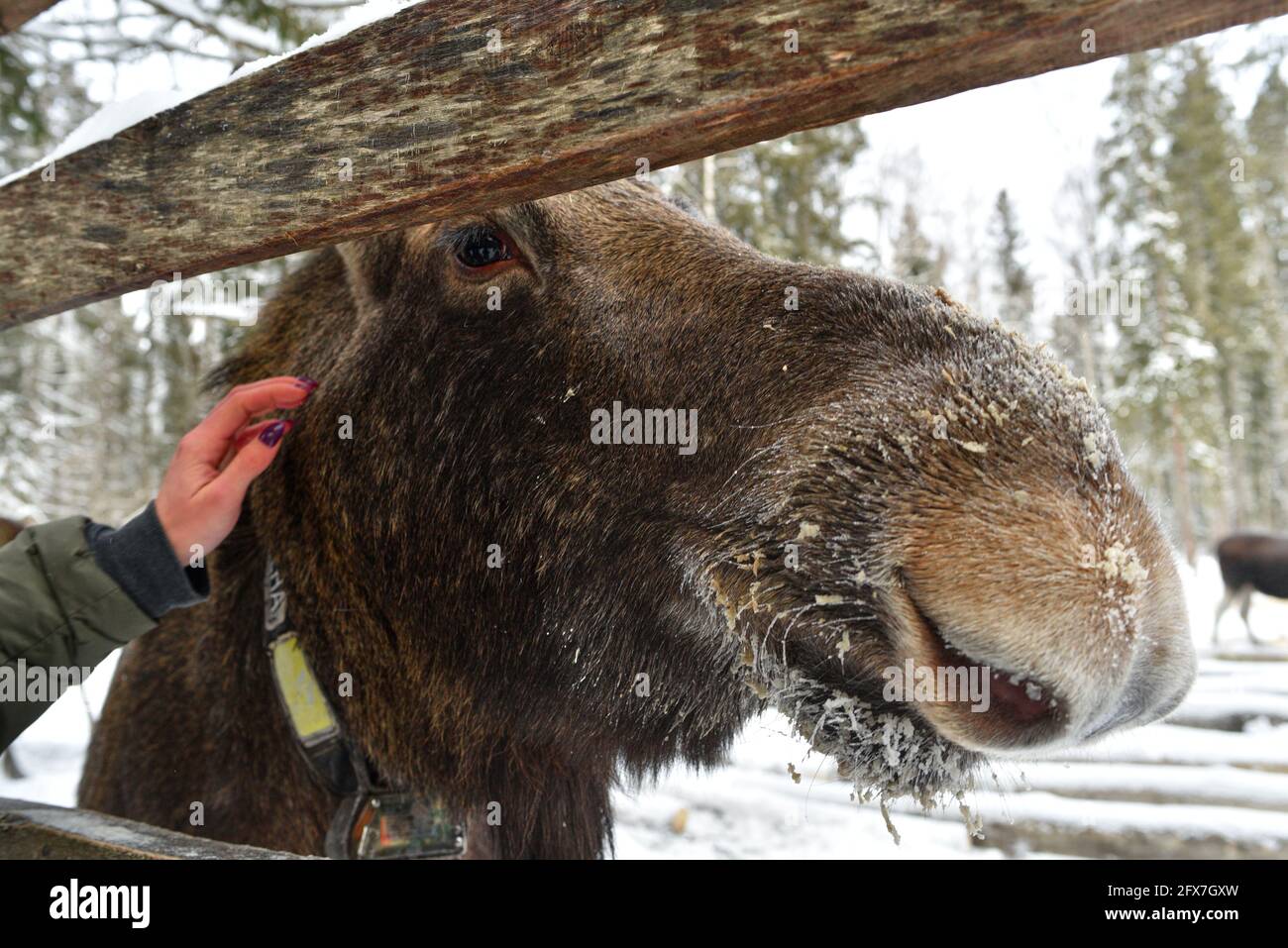 Kostroma moose farm hi-res stock photography and images - Alamy