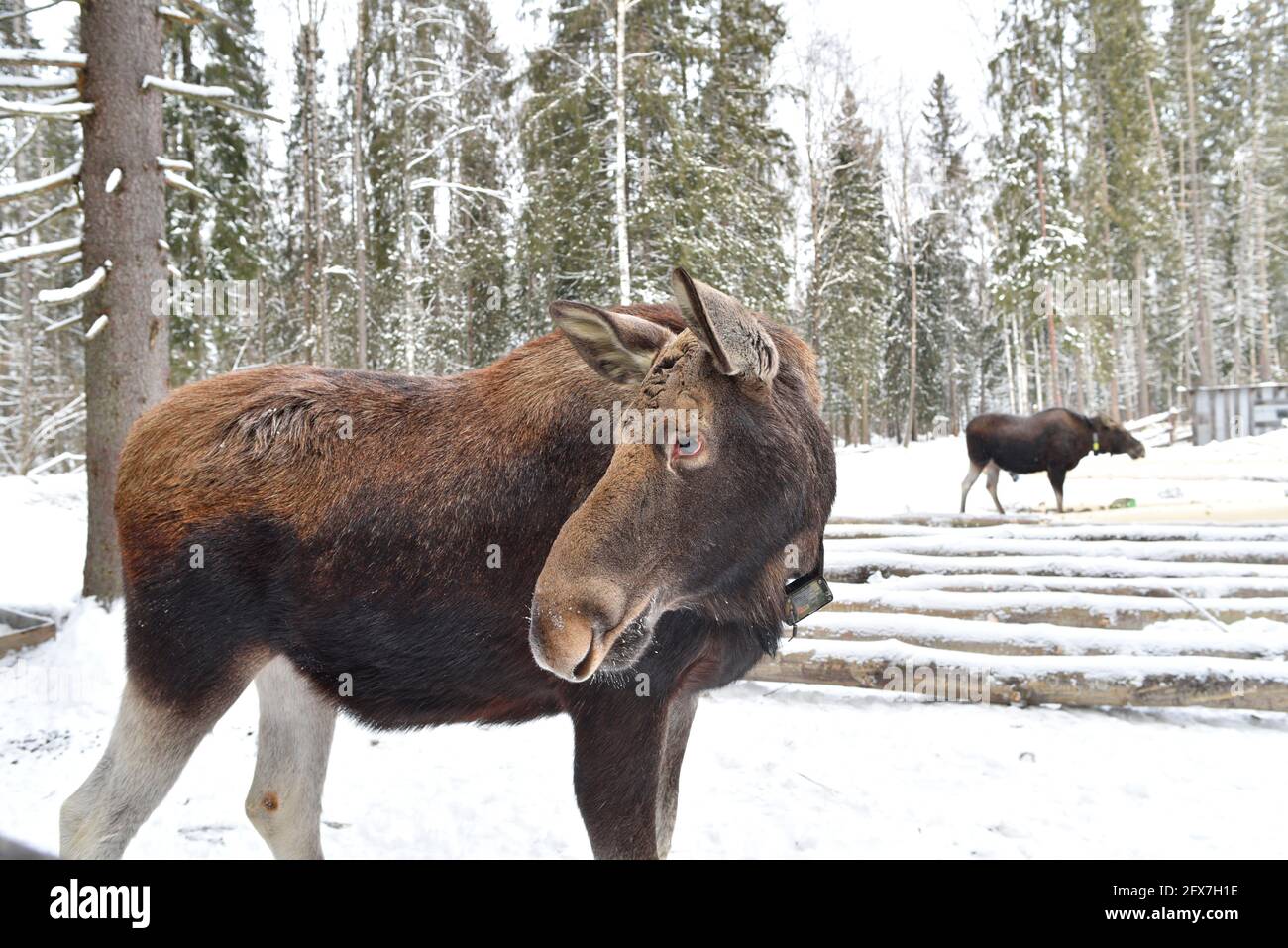 Sumarokovskaya moose farm in Kostroma Stock Photo - Alamy