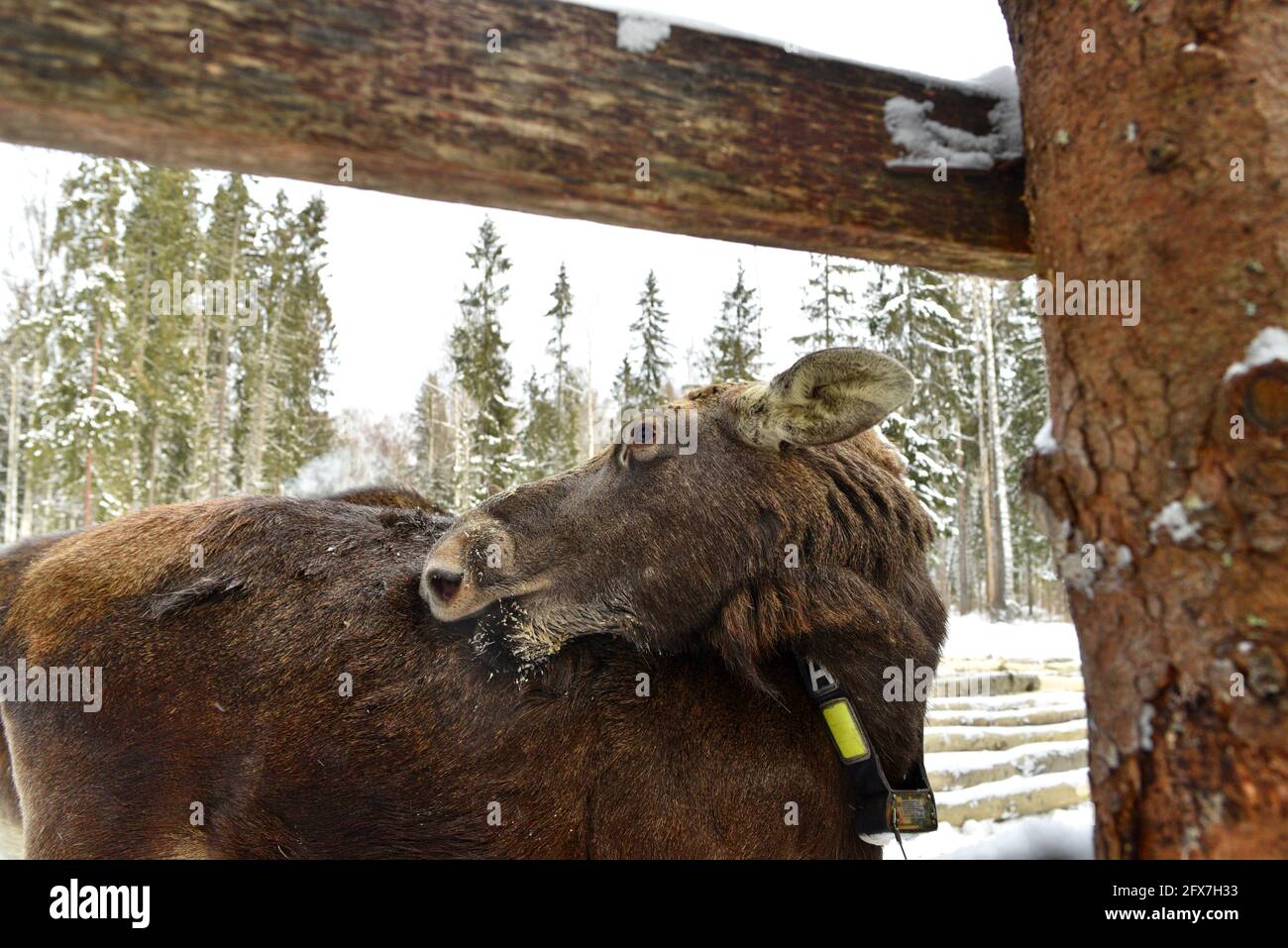 Kostroma moose farm hi-res stock photography and images - Alamy