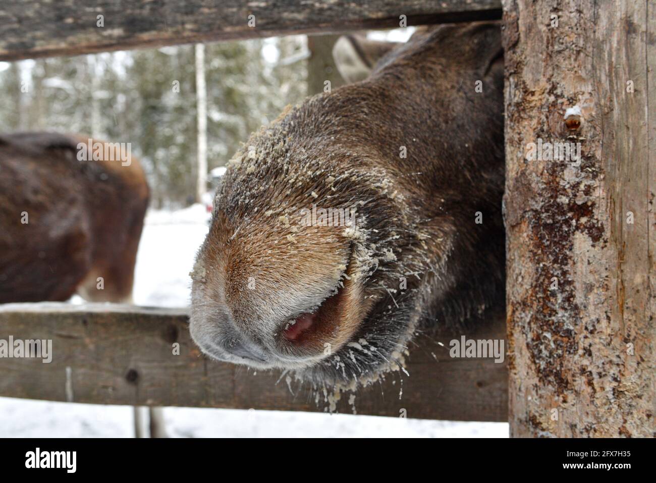 Sumarokovskaya moose farm in Kostroma Stock Photo - Alamy