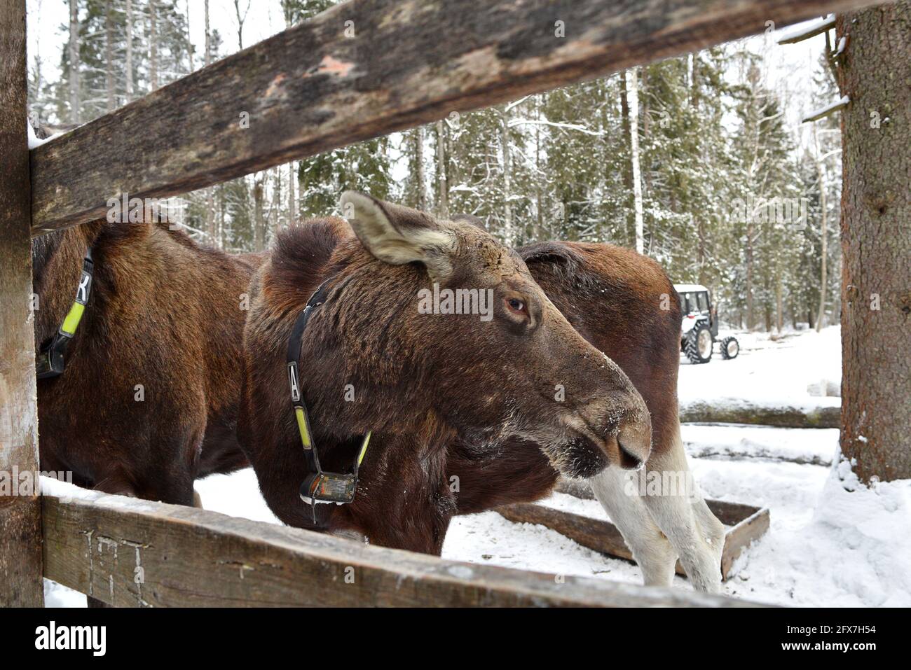 Kostroma moose farm hi-res stock photography and images - Alamy