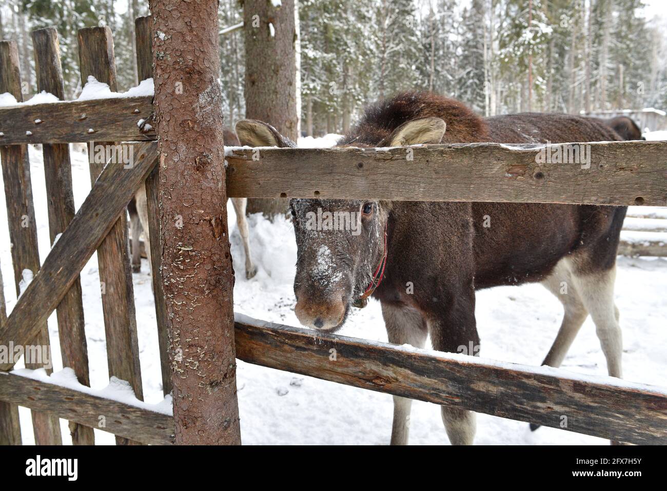 Kostroma moose farm hi-res stock photography and images - Alamy