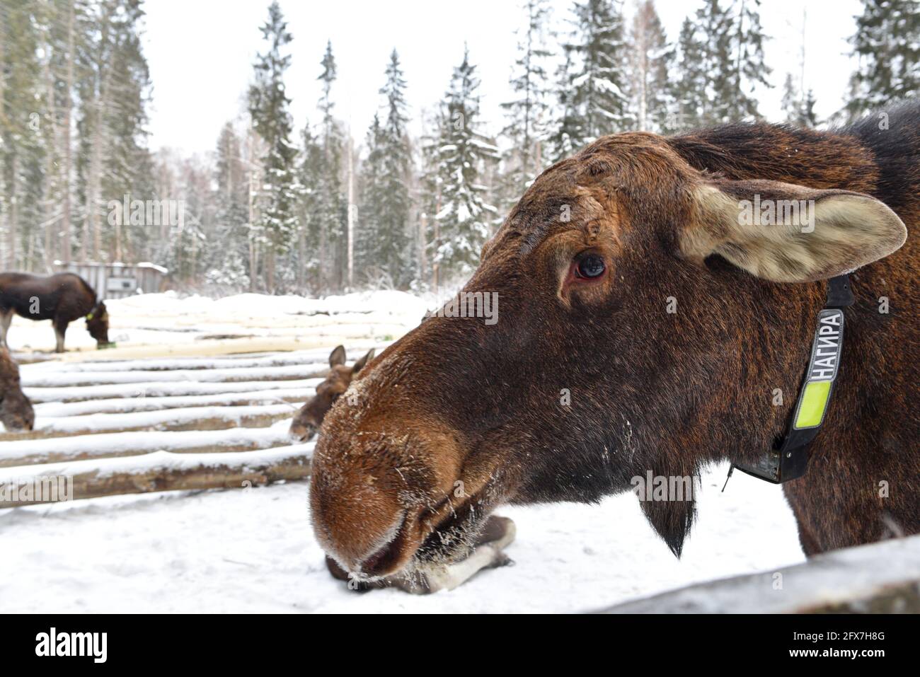 Sumarokovskaya moose farm in Kostroma Stock Photo - Alamy