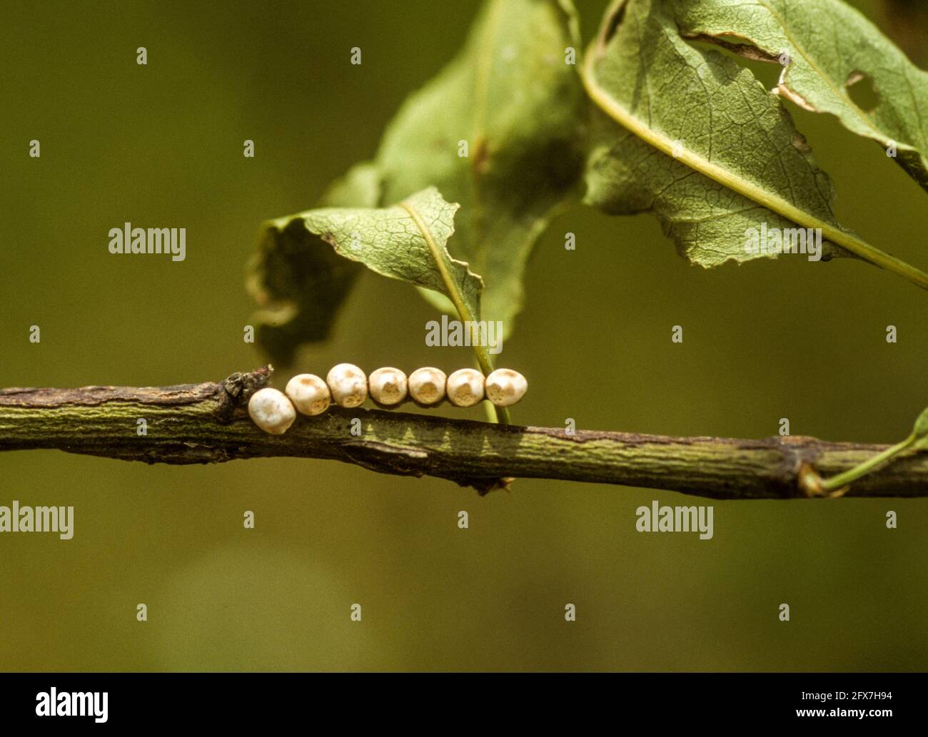 Moth eggs hi-res stock photography and images - Alamy