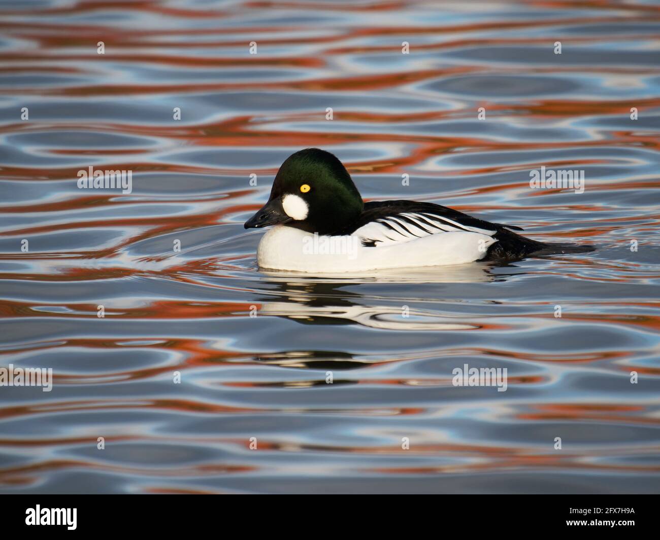 Common Goldeneye - drake swimming Bucephala clangula West Country, UK ...