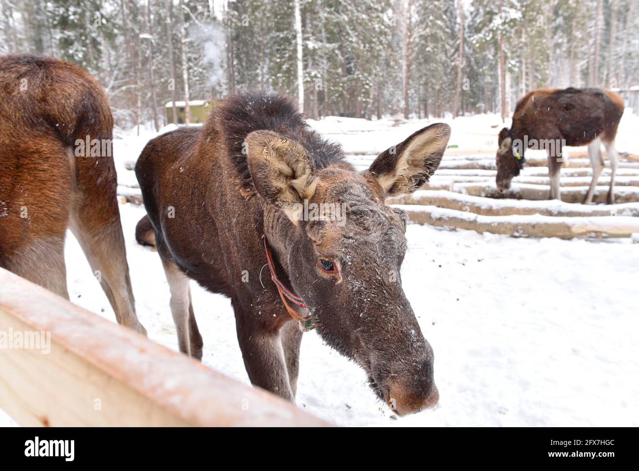 Kostroma moose farm hi-res stock photography and images - Alamy