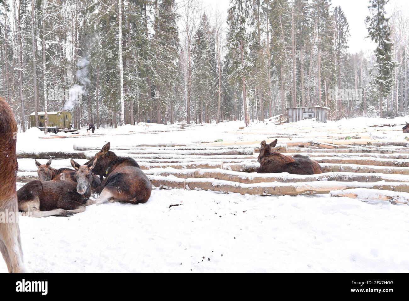 Sumarokovskaya moose farm in Kostroma Stock Photo - Alamy