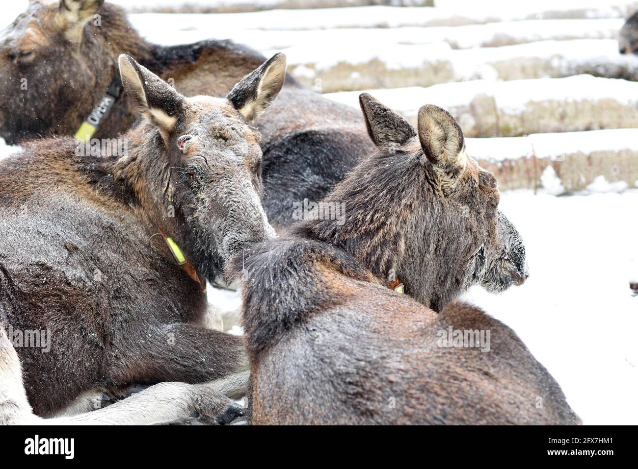 Kostroma moose farm hi-res stock photography and images - Alamy