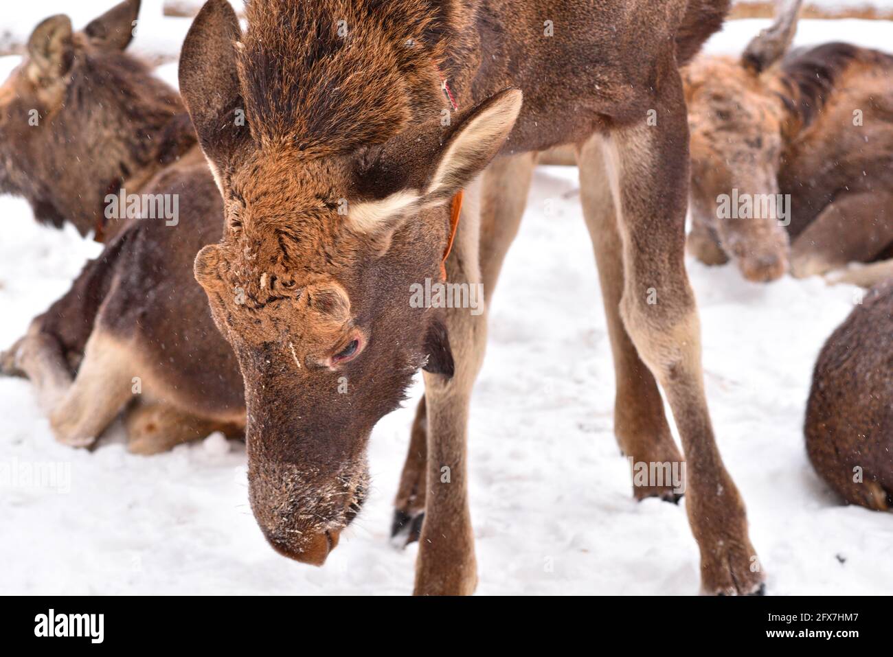 Sumarokovskaya moose farm in Kostroma Stock Photo - Alamy