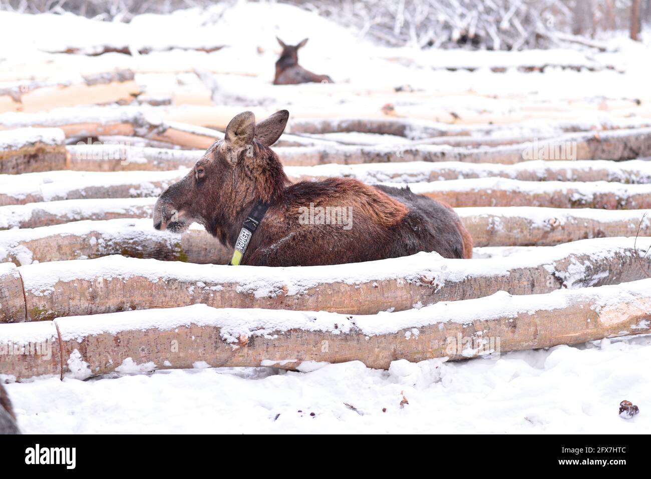 Sumarokovskaya moose farm in Kostroma Stock Photo - Alamy