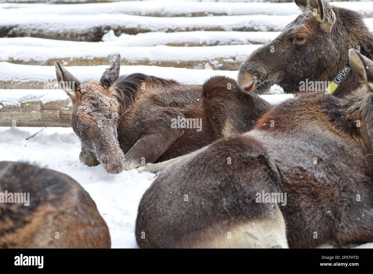 Sumarokovskaya moose farm in Kostroma Stock Photo - Alamy