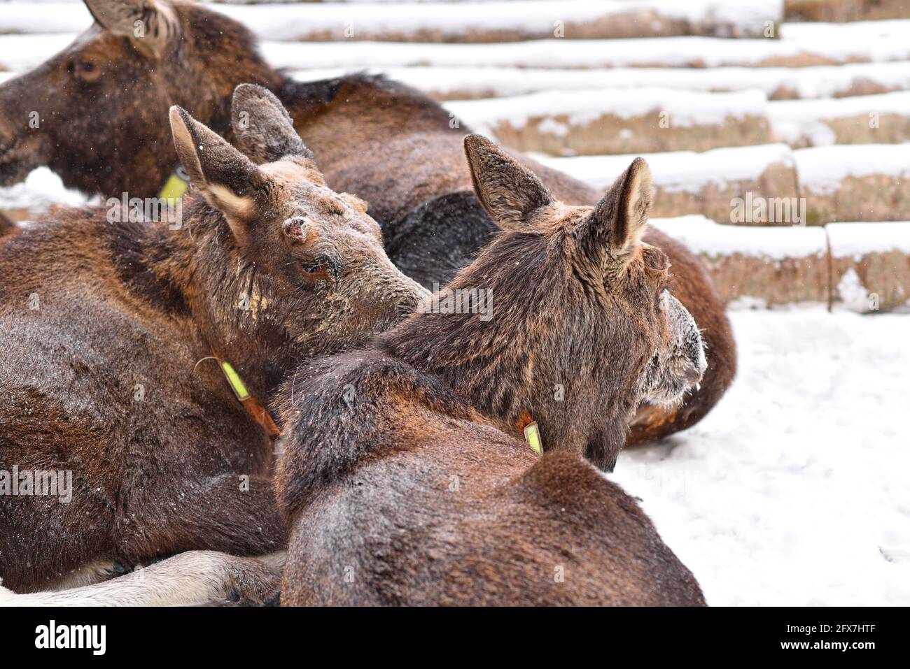 Kostroma moose farm hi-res stock photography and images - Alamy