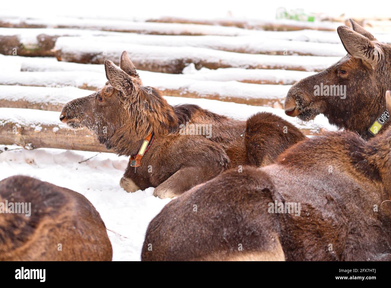 Sumarokovskaya moose farm in Kostroma Stock Photo - Alamy
