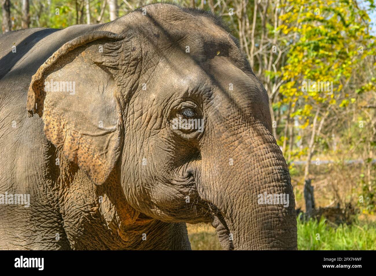 A suffering elephant in elephant kraal pavilion ayutthaya Thailand ...