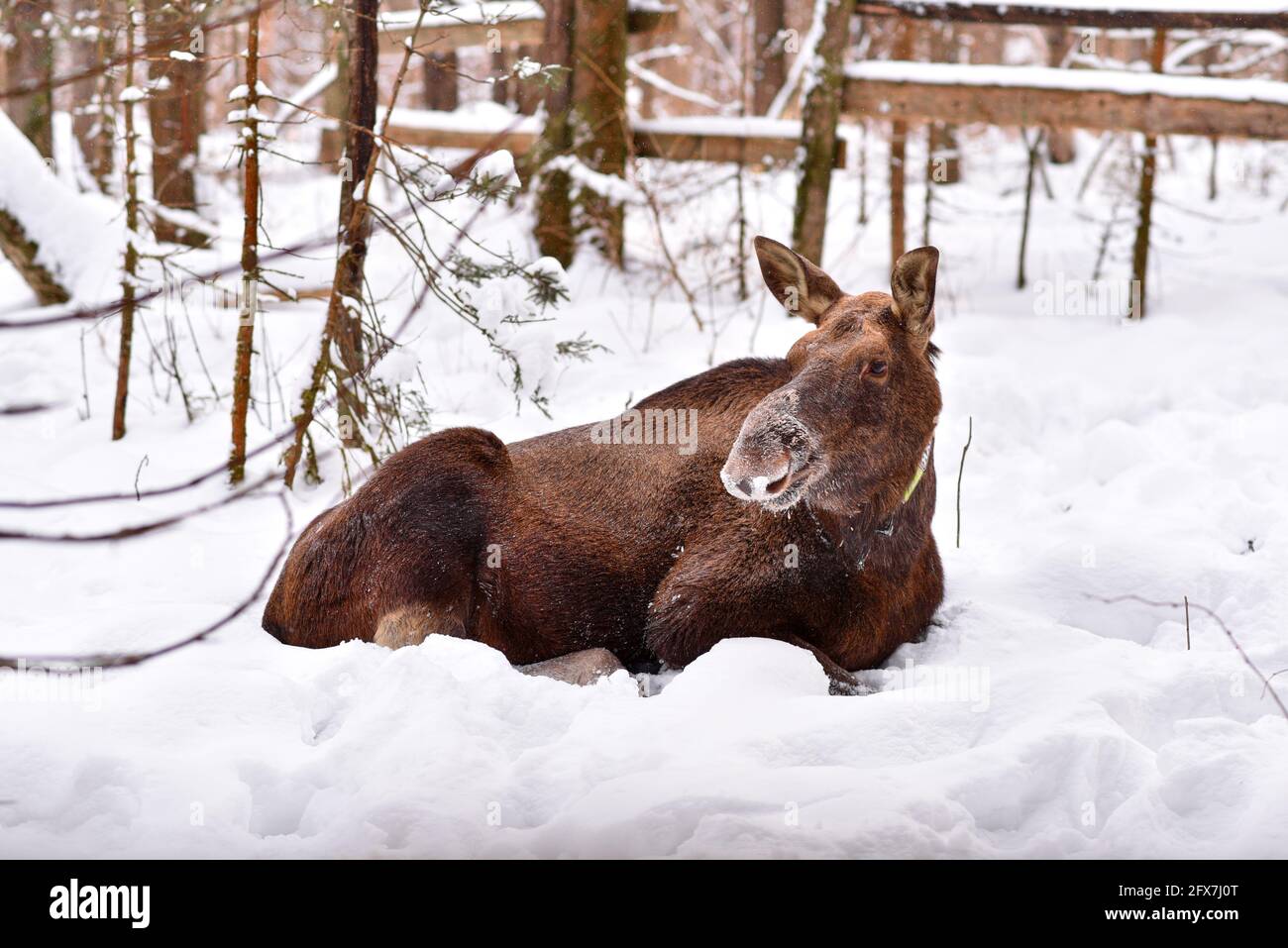 Kostroma moose hi-res stock photography and images - Alamy