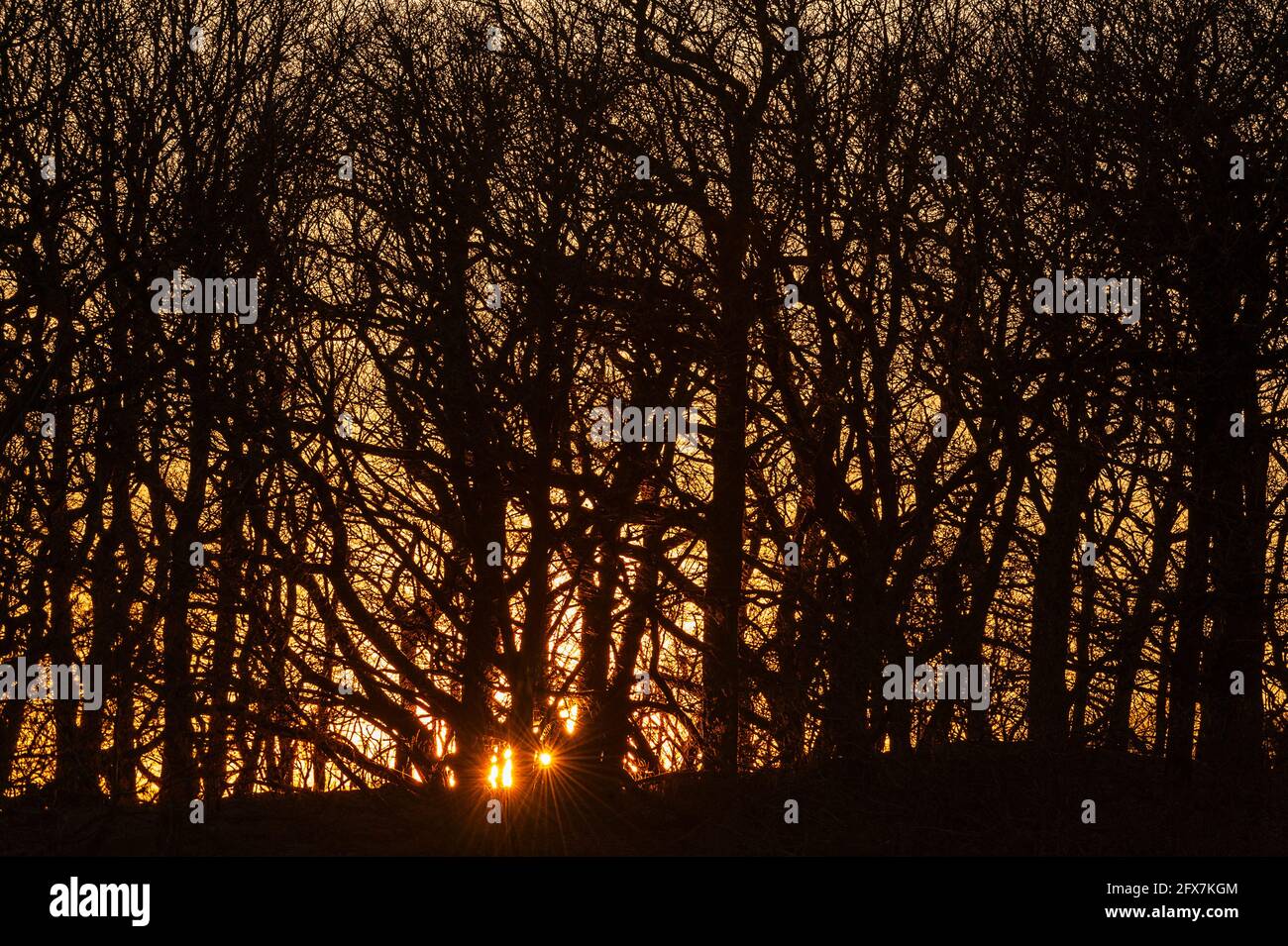 Sun setting behind trees, Sweden Stock Photo - Alamy